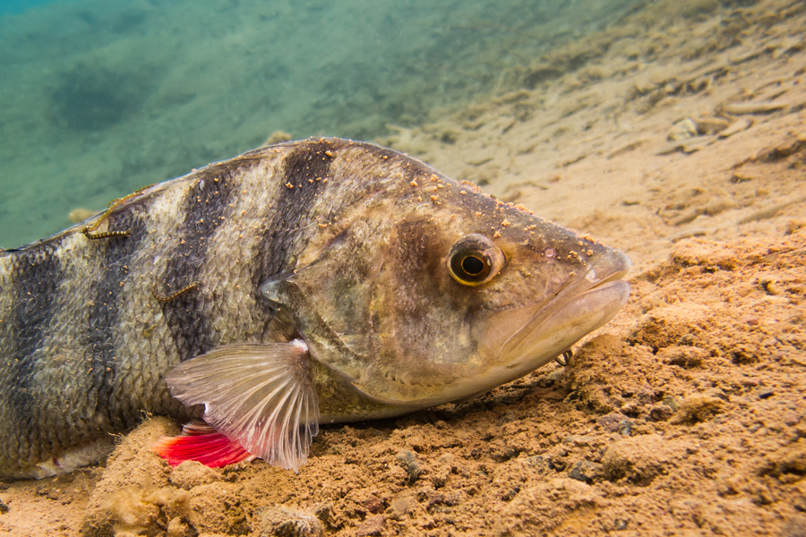 Blutsauger Foto & Bild | unterwasser, uw-süsswasser, natur-kreativ ...