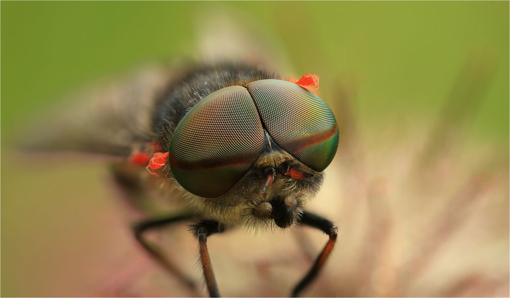 Blutsauger auf Blutsauger.... Foto & Bild | makro, natur, nahaufnahme ...