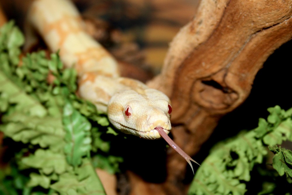 Boa Constrictor Imperator Foto & Bild | tiere, haustiere, terraristik ...