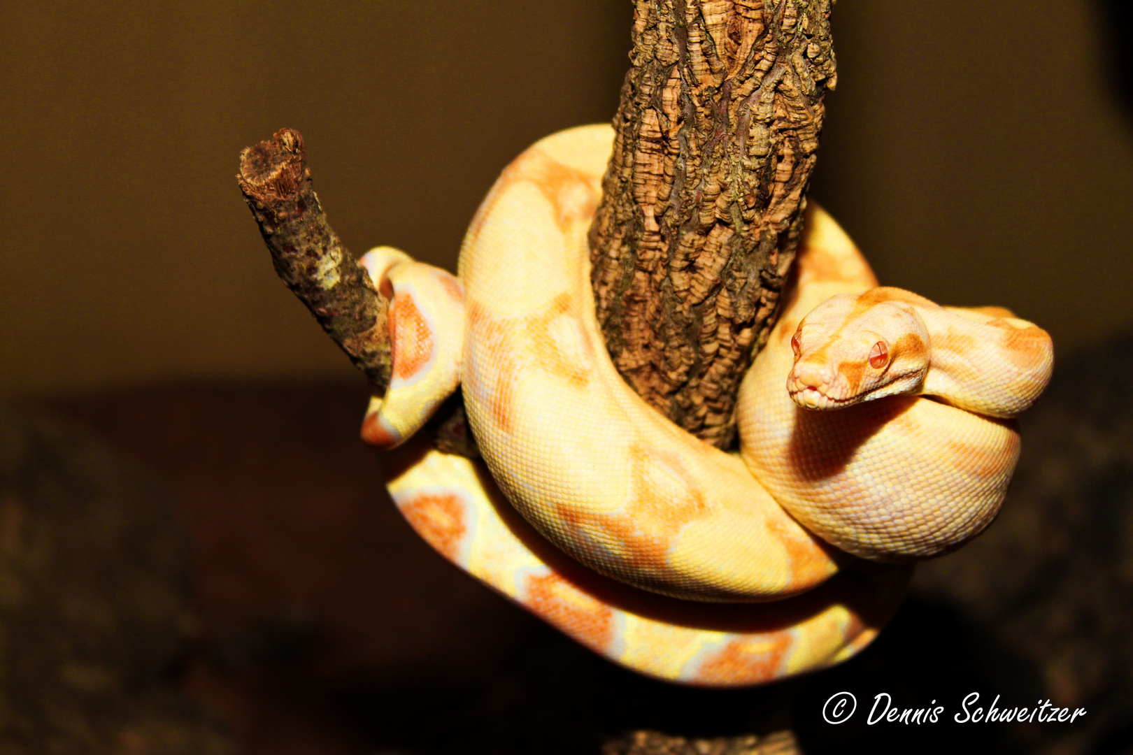 Boa Constrictor Imperator Albino Foto & Bild | tiere, haustiere ...