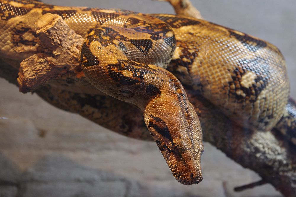Boa Constrictor Imperator Foto & Bild | tiere, haustiere, terraristik ...