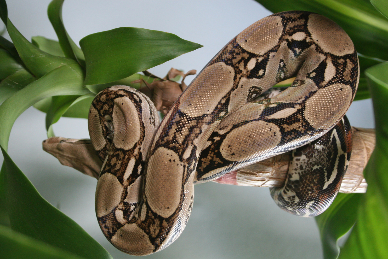 Boa Constrictor Imperator in Palme Foto & Bild | baum, natur, pflanzen ...