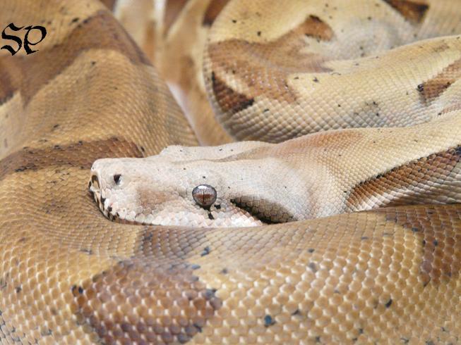 Boa constrictor imperator "Salmon" Foto & Bild | tiere, wildlife ...