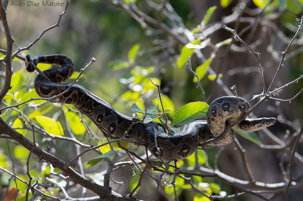 Boa constrictor Ortonii Imagen & Foto | animales, naturaleza, reptiles ...