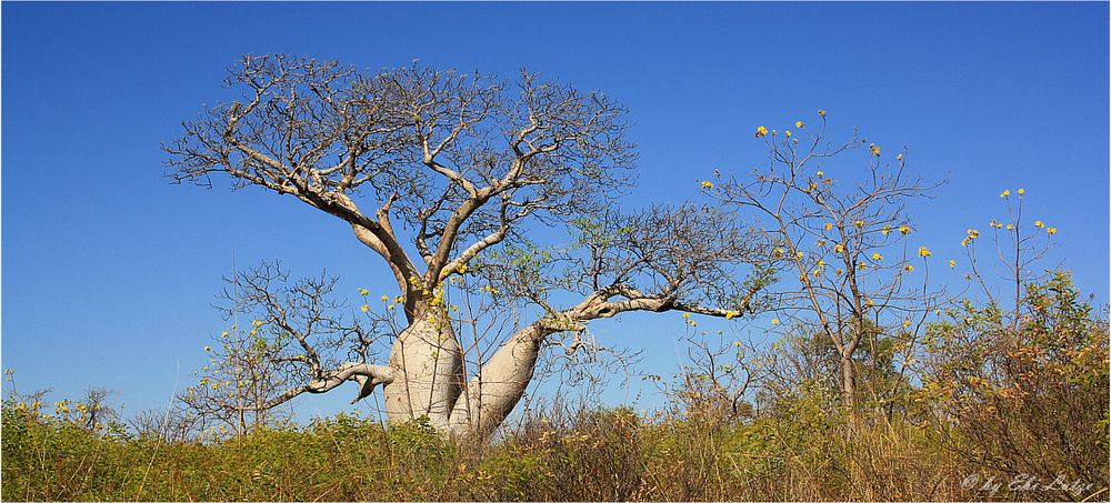 ** Boab at Baines River ** Foto & Bild | australia & oceania, australia ...