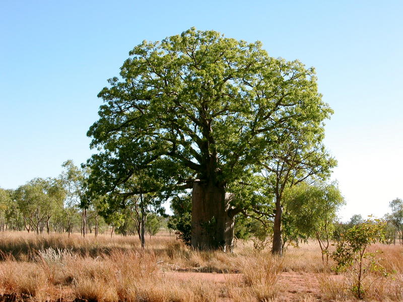 Boab Tree Foto & Bild | australia & oceania, australia, western ...