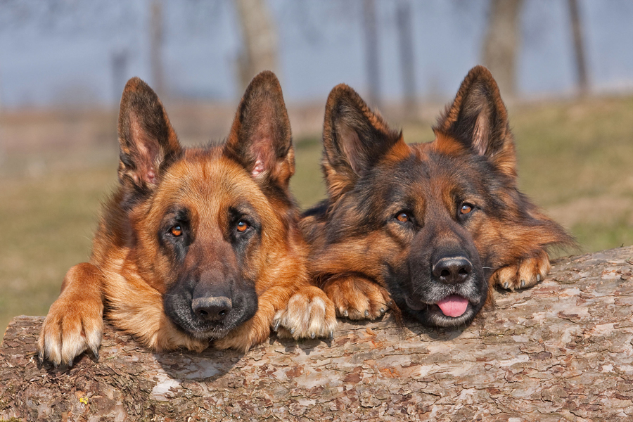 Boah... Foto & Bild | tiere, haustiere, hunde Bilder auf fotocommunity