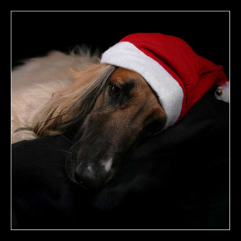 Boah... Foto & Bild | tiere, haustiere, hunde Bilder auf fotocommunity