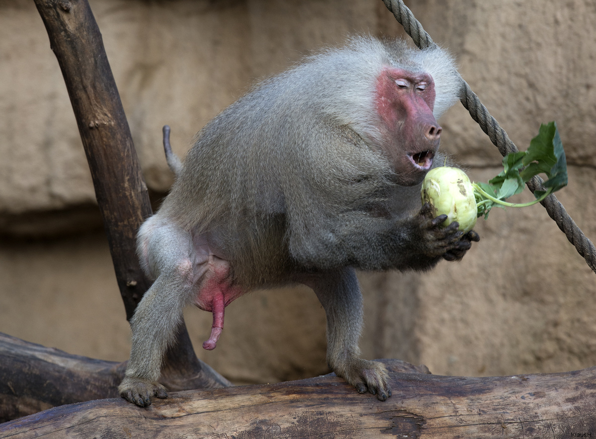 ~ Boah ey ~ Foto & Bild | tiere, zoo, wildpark & falknerei, säugetiere ...