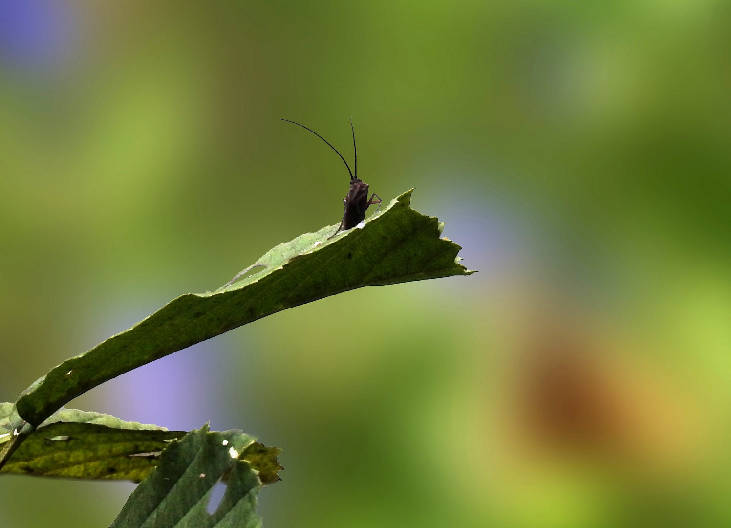 Boah ist das groß . Foto & Bild | tiere, wildlife, insekten Bilder auf ...