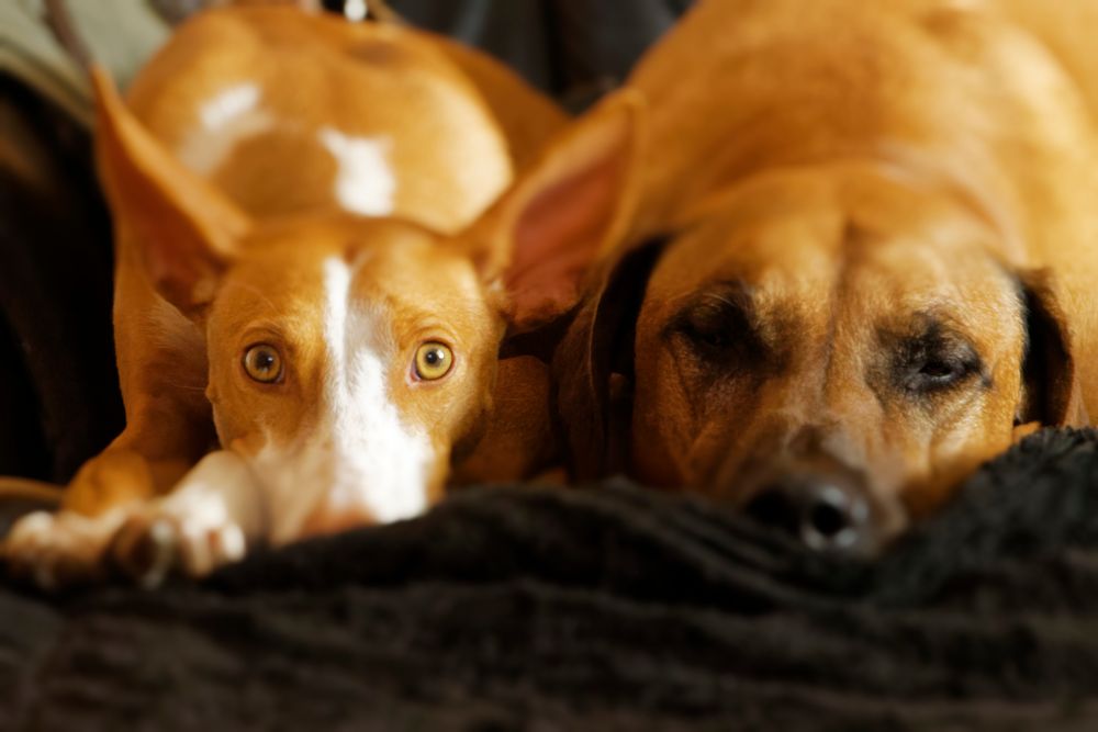 boah wie kann man soooo wach sein Foto & Bild | hunde, natur, dogs ...