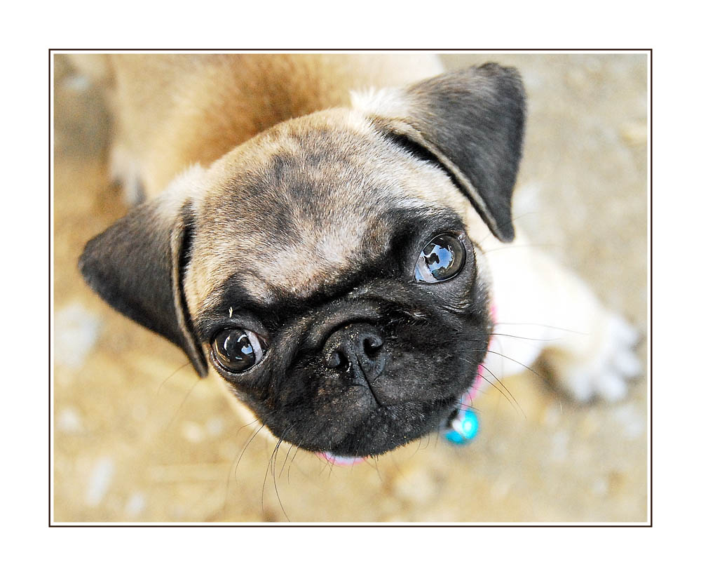 Bob the Dog *** Foto & Bild | tiere, haustiere, hunde Bilder auf ...