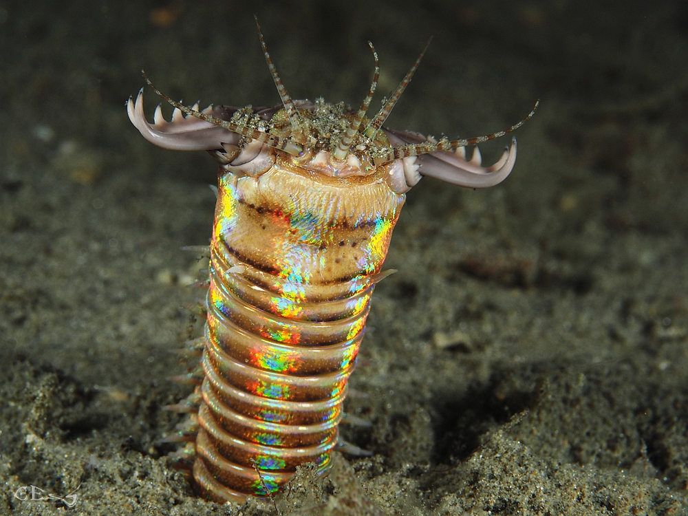 Bobbit Worm (Eunice aphroditois) Foto & Bild | unterwasser, uw-salzwasser, natur-kreativ Bilder ...