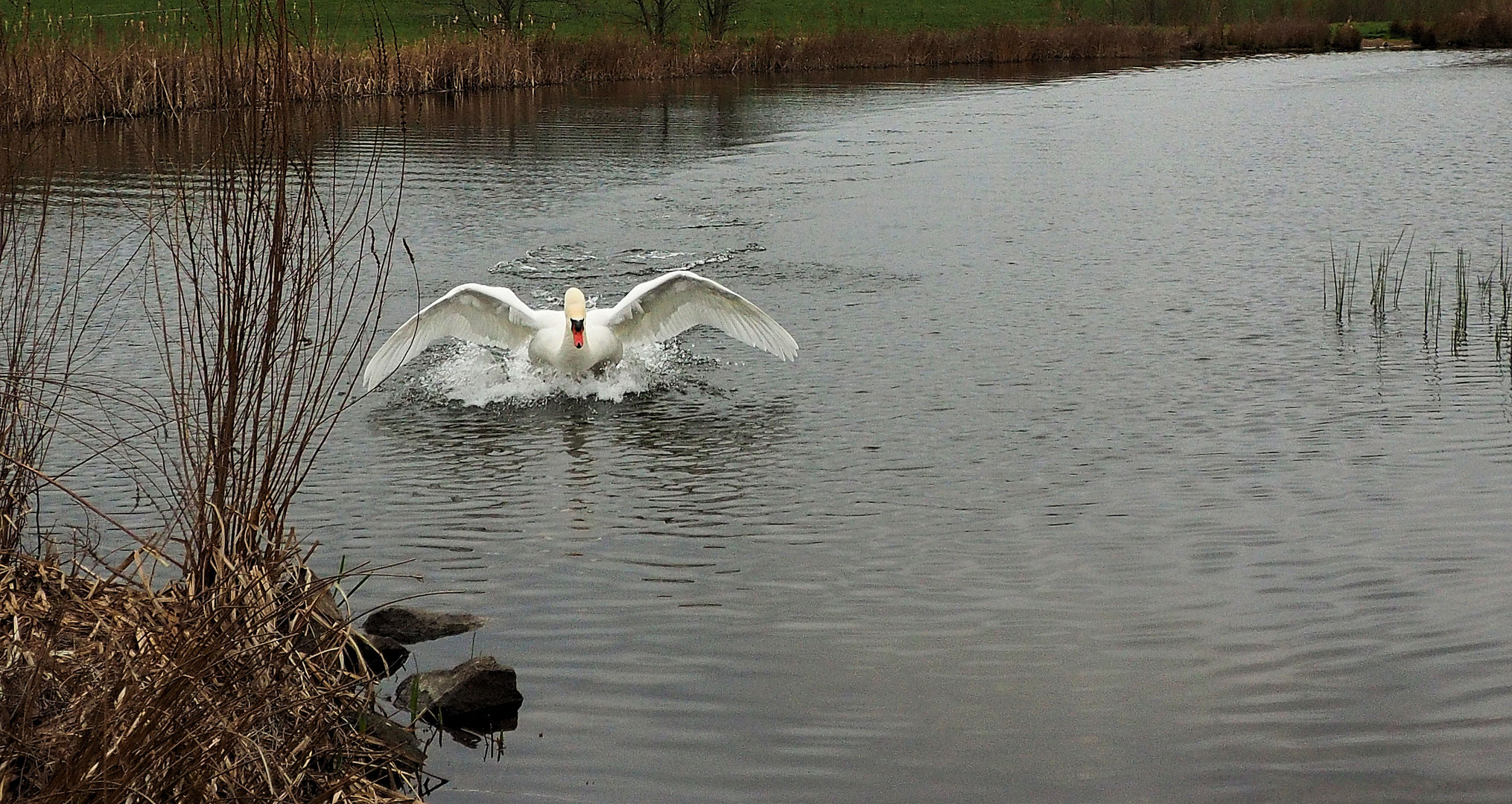 Bobby kommt zum Essen fassen …. Foto & Bild | fotos, natur, vogel ...