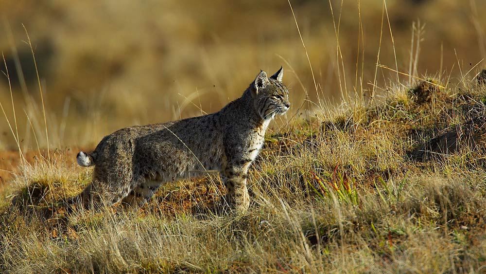 Bobcat - Rotluchs Foto & Bild | tiere, wildlife, säugetiere Bilder auf ...