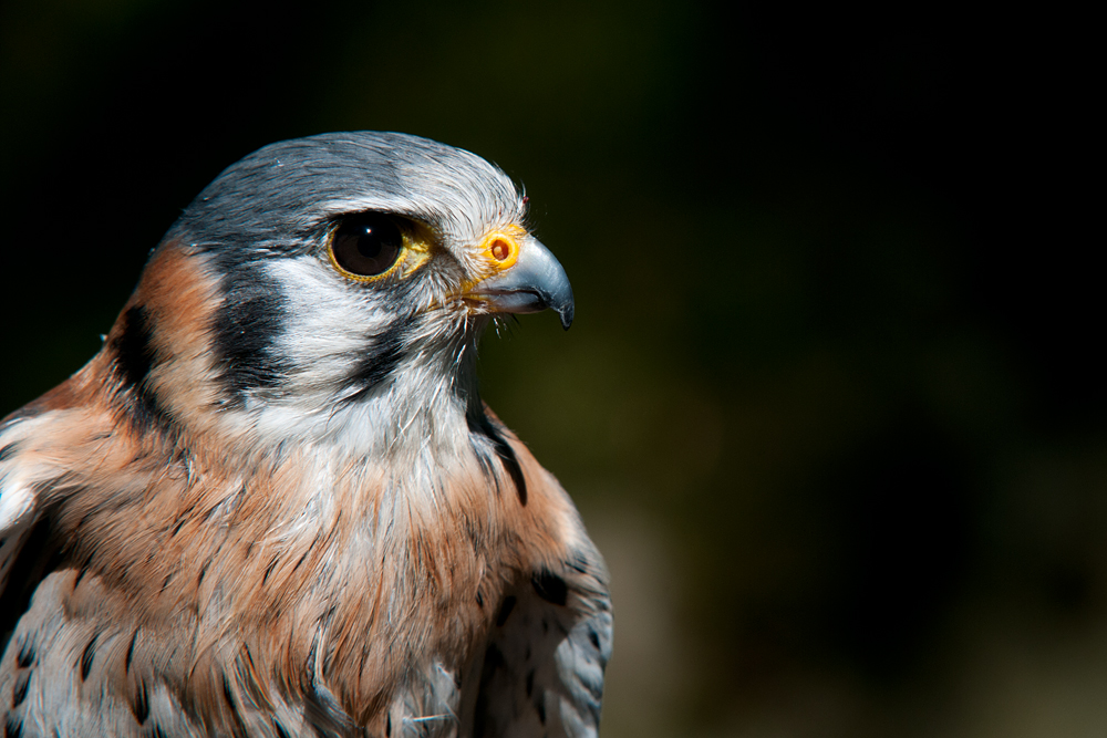 bobo Foto & Bild | tiere, zoo, wildpark & falknerei, vögel Bilder auf ...