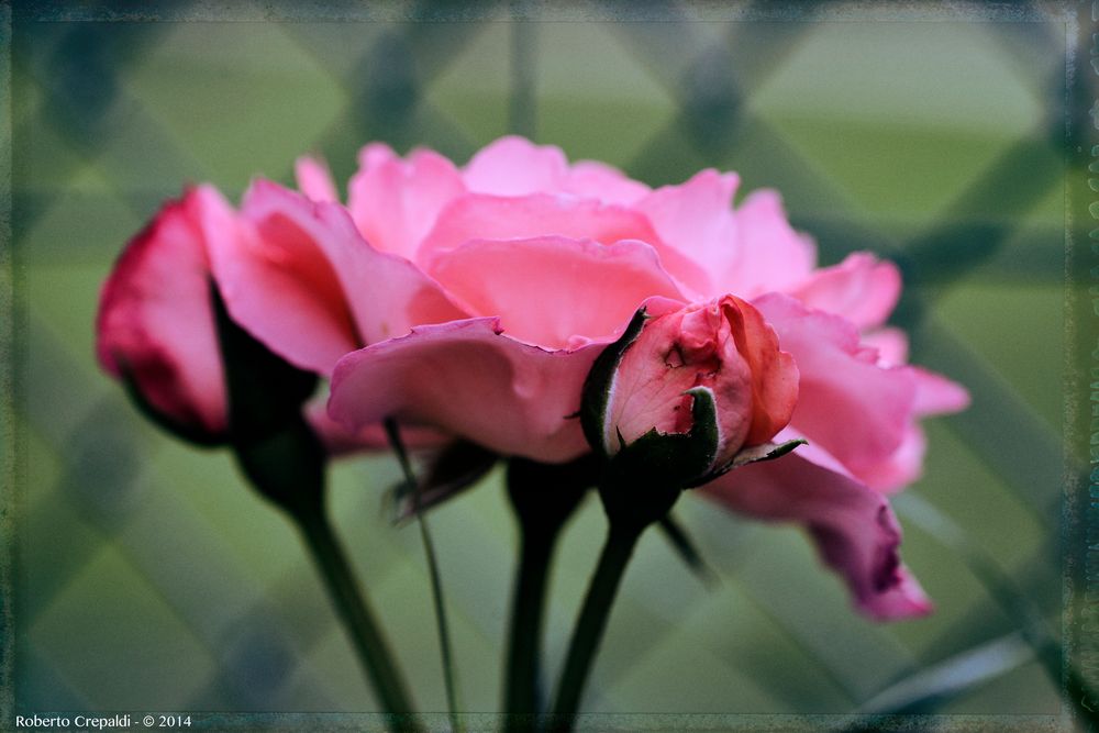 Bocciolo di rosa Foto % Immagini| macro e close up, macro fiori e ...