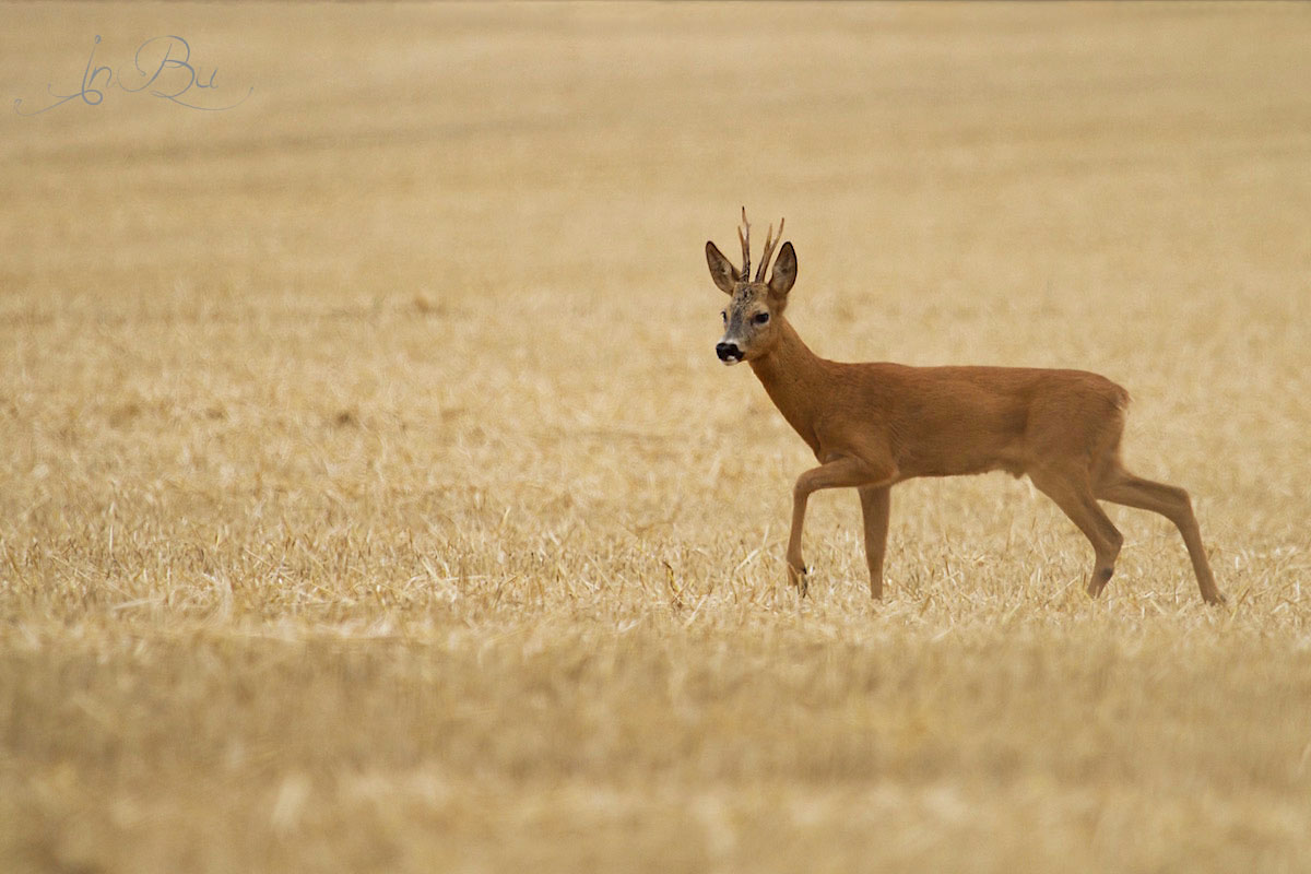 Bock Foto & Bild | tiere, wildlife, säugetiere Bilder auf fotocommunity
