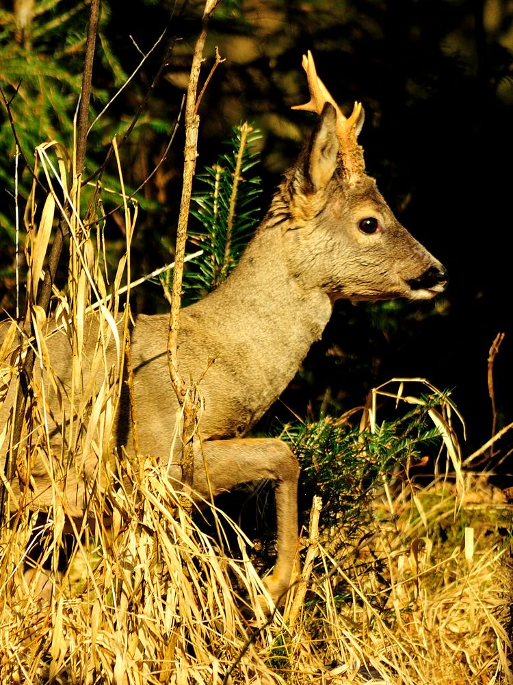 Bock Foto & Bild | tiere, wildlife, säugetiere Bilder auf fotocommunity