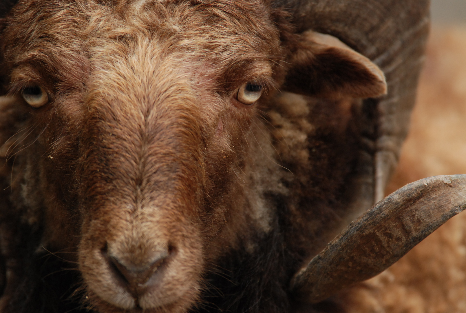 Bock Foto & Bild | tiere, zoo, wildpark & falknerei, säugetiere Bilder ...