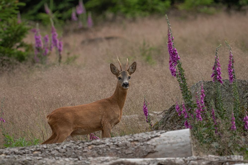 Bock auf einen Bock Foto & Bild | tiere, wildlife, säugetiere Bilder ...