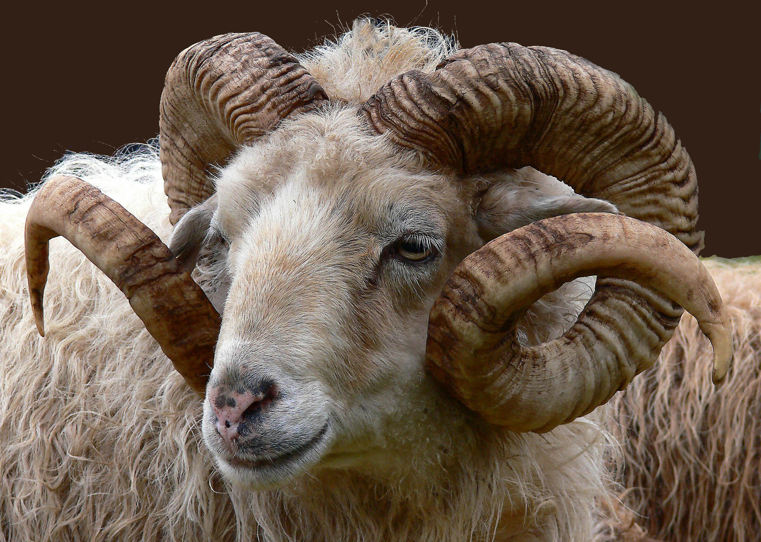 Bock auf's Neue Jahr ? Foto & Bild | tiere, haustiere, nutztiere Bilder ...