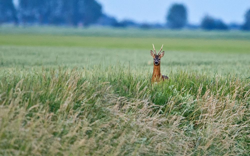 Bock Foto & Bild | tiere, wildlife, säugetiere Bilder auf fotocommunity