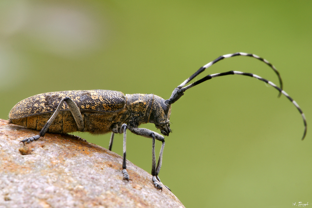 Bock Käfer Foto & Bild | tiere, wildlife, insekten Bilder auf fotocommunity