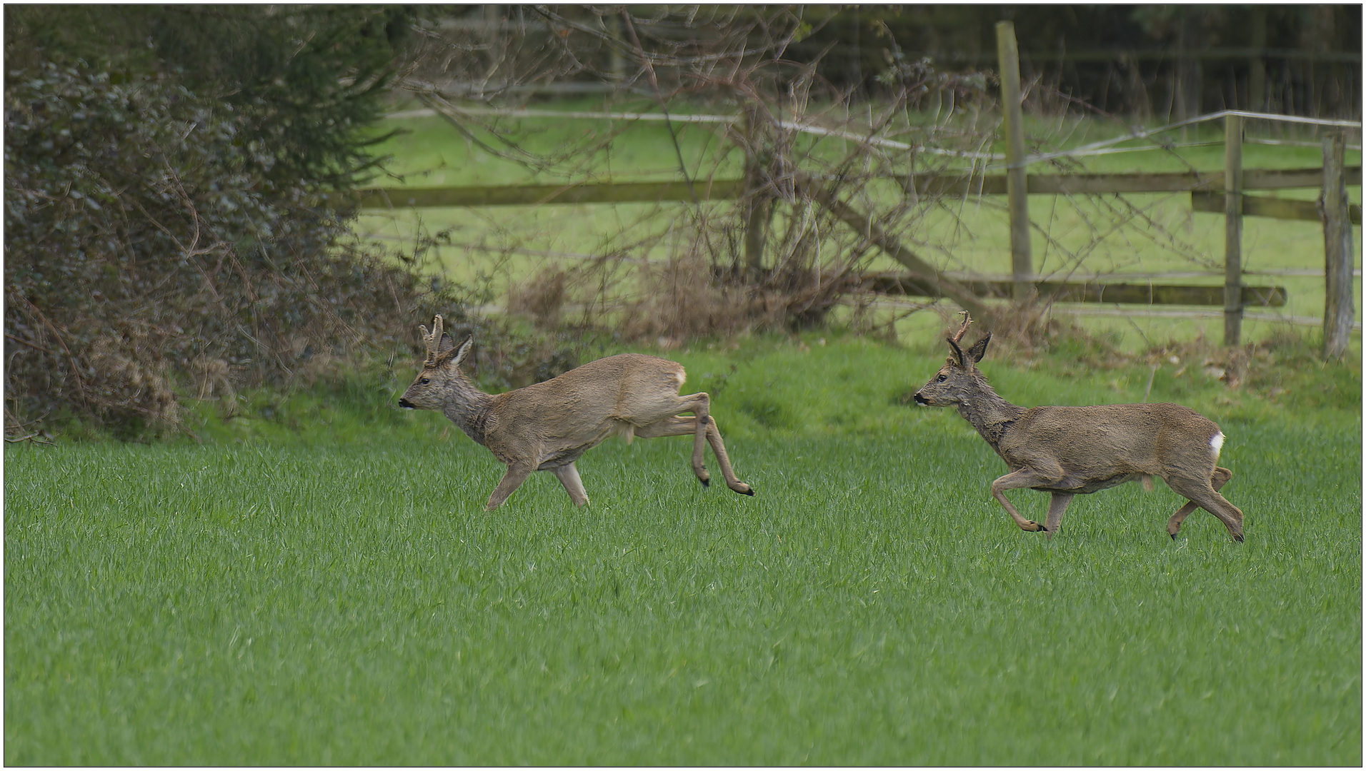bock springen Foto & Bild | tiere, wildlife, säugetiere Bilder auf ...