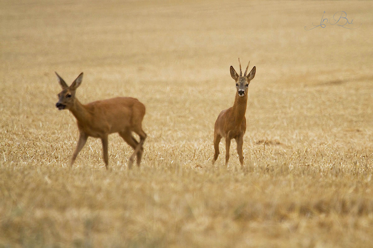Bock und Ricke Foto & Bild | tiere, wildlife, säugetiere Bilder auf ...