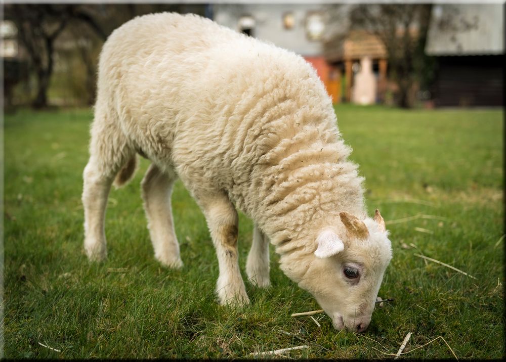 Bock.... ....voll Bock..... Foto & Bild | natur, tiere, lamm Bilder auf ...