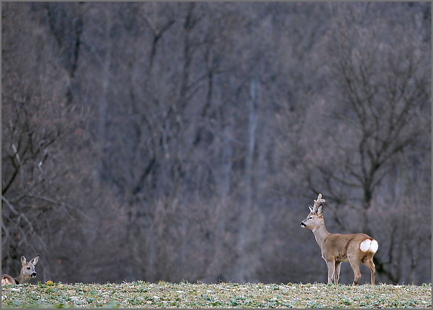 Bockt der Bock? Foto & Bild | tiere, wildlife, säugetiere Bilder auf ...