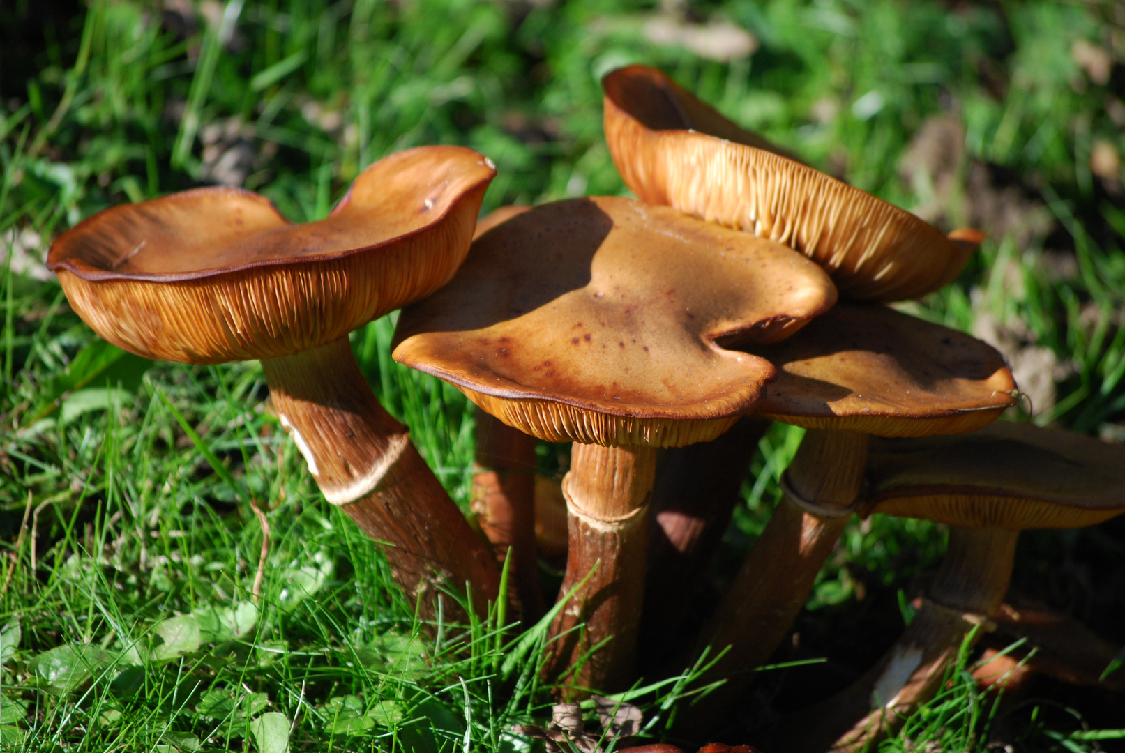 Bodegon. Imagen & Foto | bodegones, impresiones, naturaleza Fotos de ...