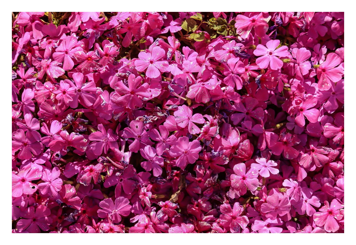 Bodendecker Foto & Bild | licht, frühling, natur Bilder auf fotocommunity