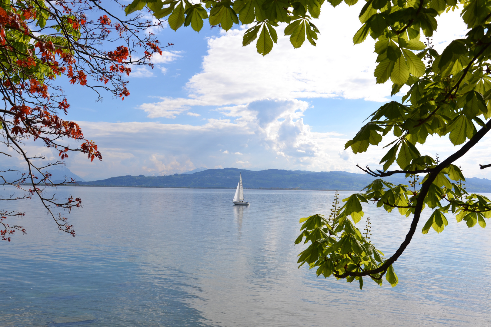 Bodensee - Lindau Segelboot Foto & Bild | deutschland, europe, bayern ...