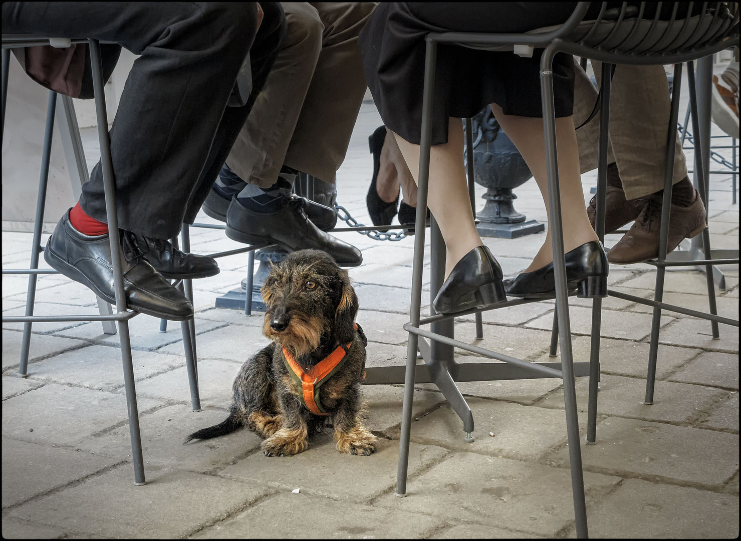Bodenständig....." Foto & Bild | tiere, streetfotografie mit menschen, szene Bilder auf ...
