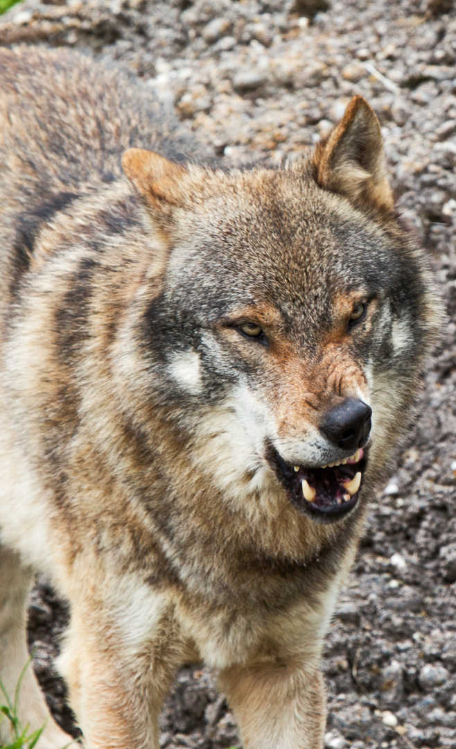 Böse Wolf Foto & Bild | natur, animales, wolf Bilder auf fotocommunity
