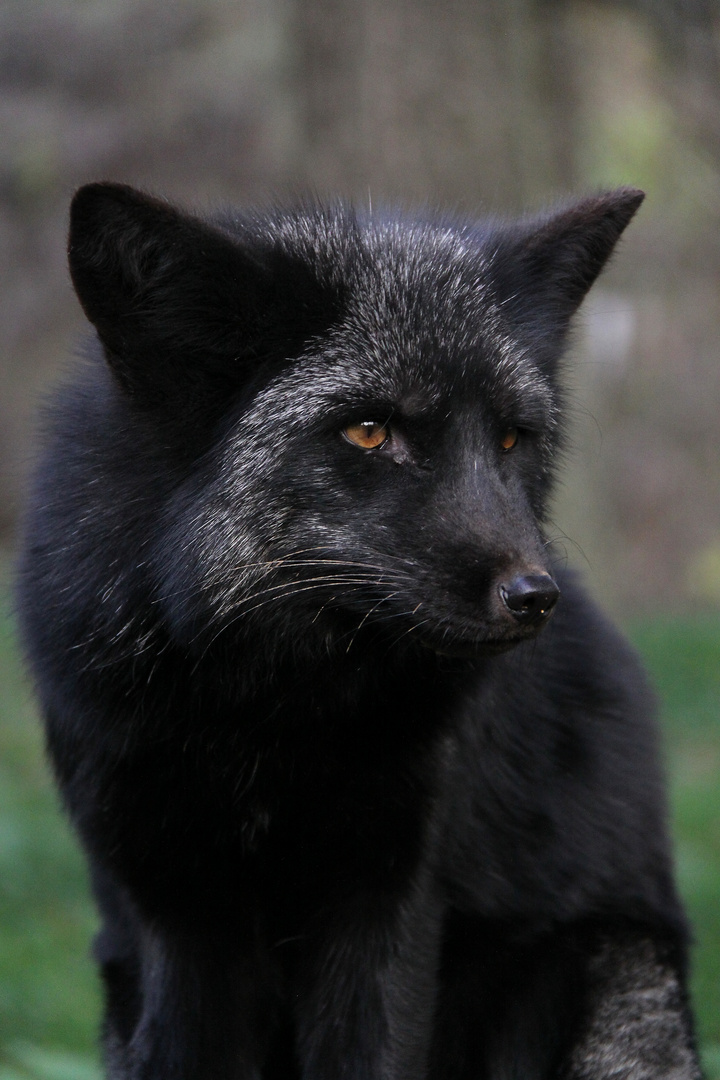 böser fuchs Foto & Bild | tiere, zoo, wildpark & falknerei, säugetiere ...