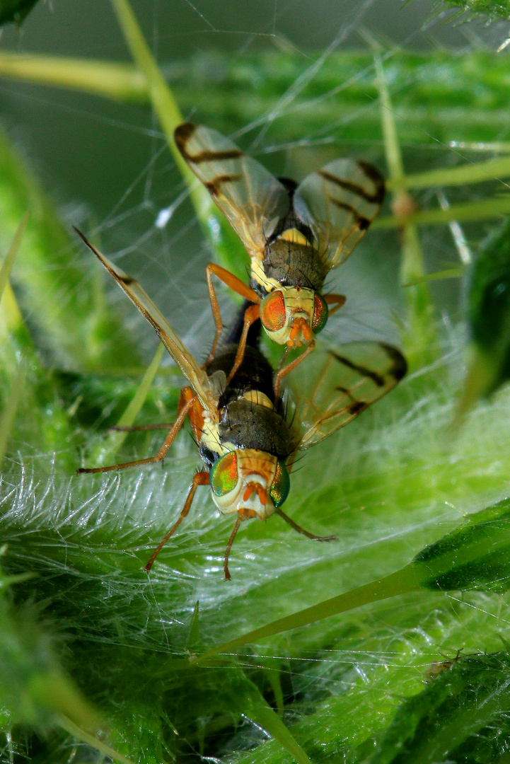 Bohrfliegen-Paarung, Urophora stylata, auf einer Speer-Distel Foto ...