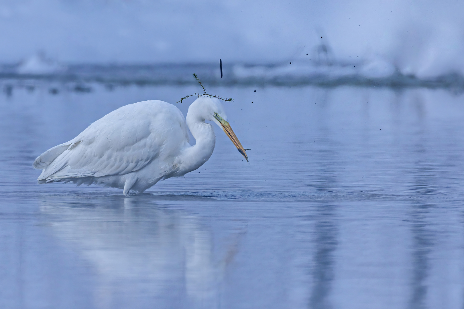 Boing! Foto & Bild | tiere, wildlife, wild lebende vögel Bilder auf ...
