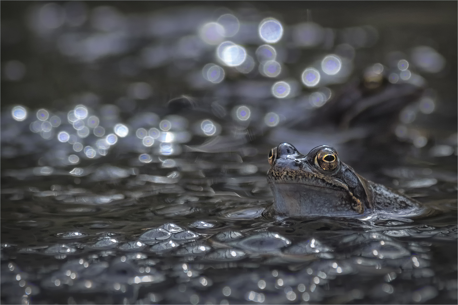 bokeh de grenouille Foto & Bild | wald, wasser, natur Bilder auf fotocommunity