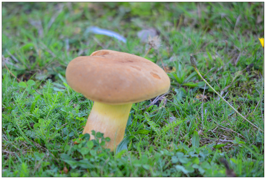 Bolet à chair jaune photo et image | plantes, champignons & lichens ...