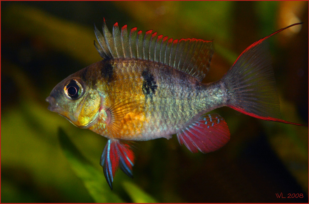 Bolivianischer Buntbarsch Foto & Bild | tiere, haustiere, aquaristik ...