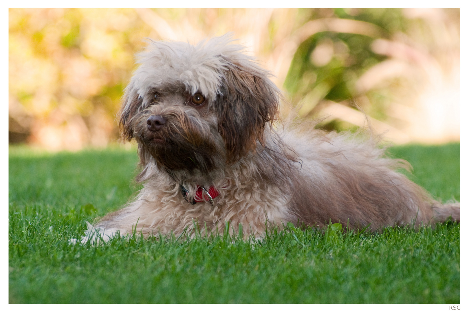 Bolonka Zwetna Foto & Bild | tiere, haustiere, hunde Bilder auf ...