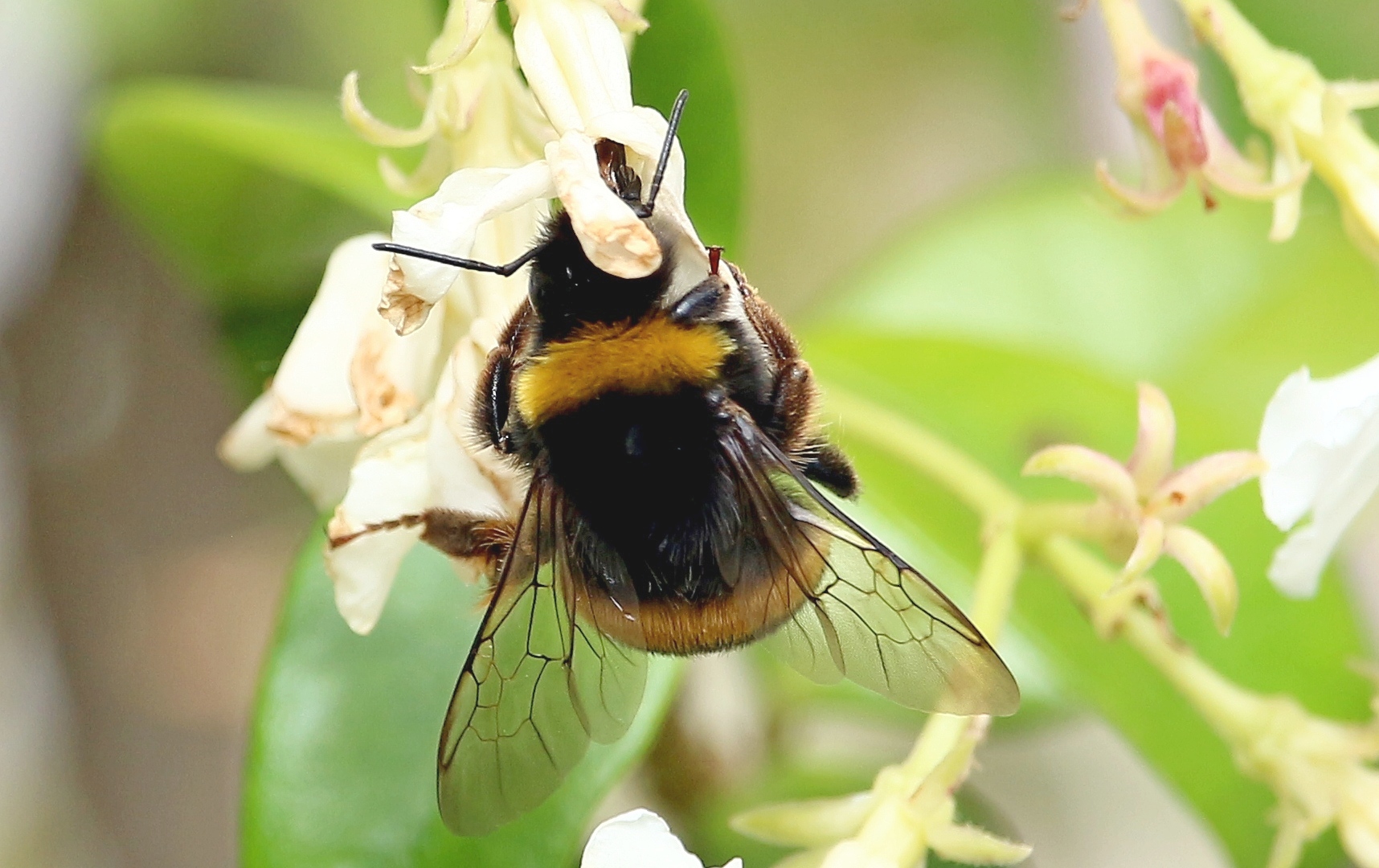 Bombo Foto % Immagini| macro, insetti, natura Foto su fotocommunity