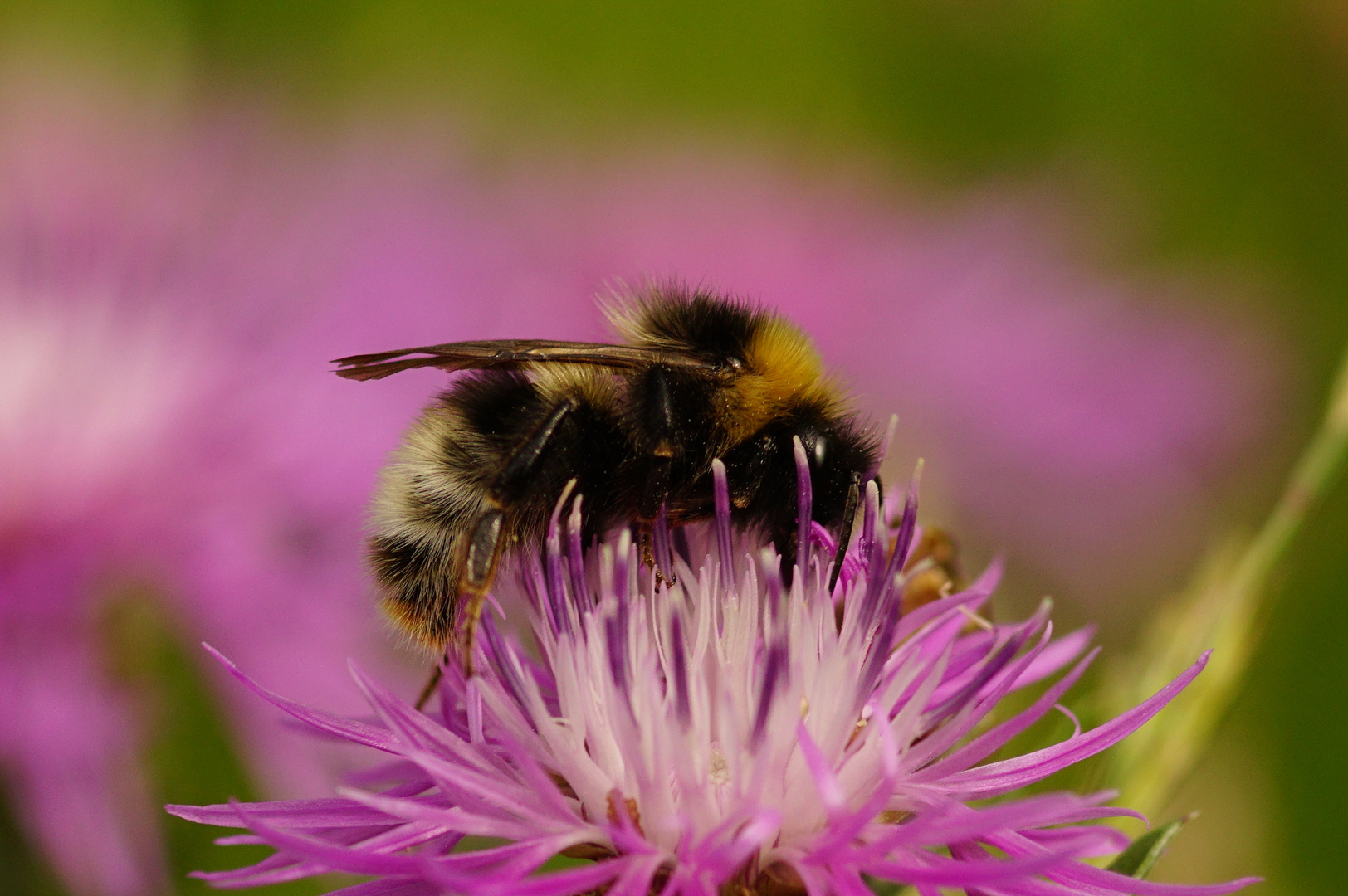 Bombus Foto & Bild | hummel, bombus, apiformes Bilder auf fotocommunity