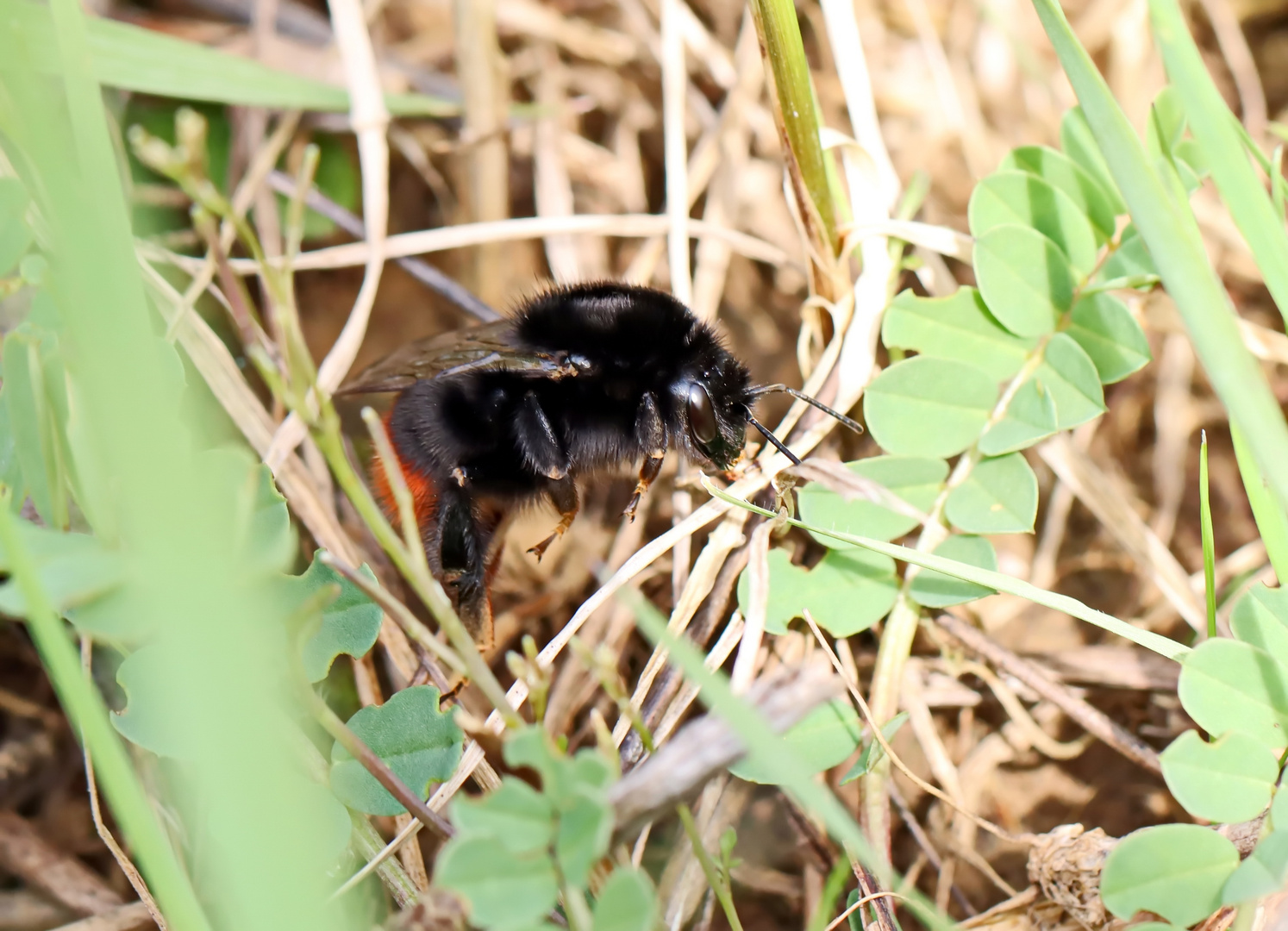 Bombus lapidarius Foto & Bild | natur, insekten, tiere Bilder auf ...
