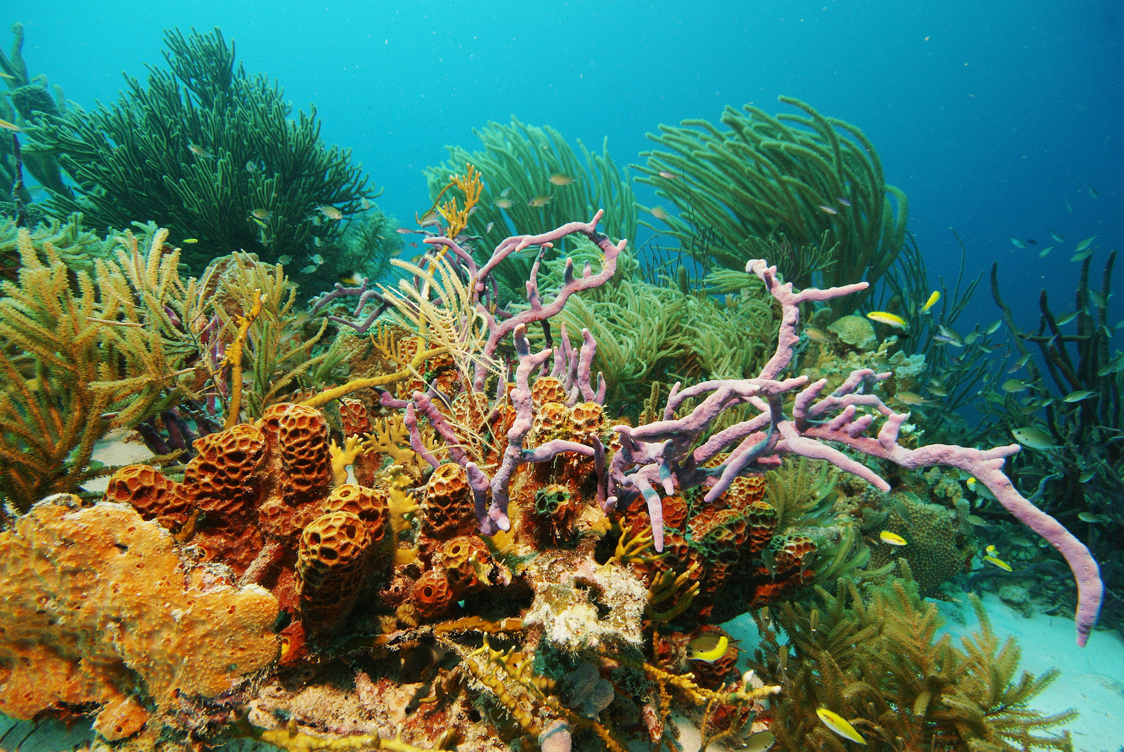 Bonaire-Unterwasser - Korallen - Schwämme Foto & Bild | unterwasser, uw ...