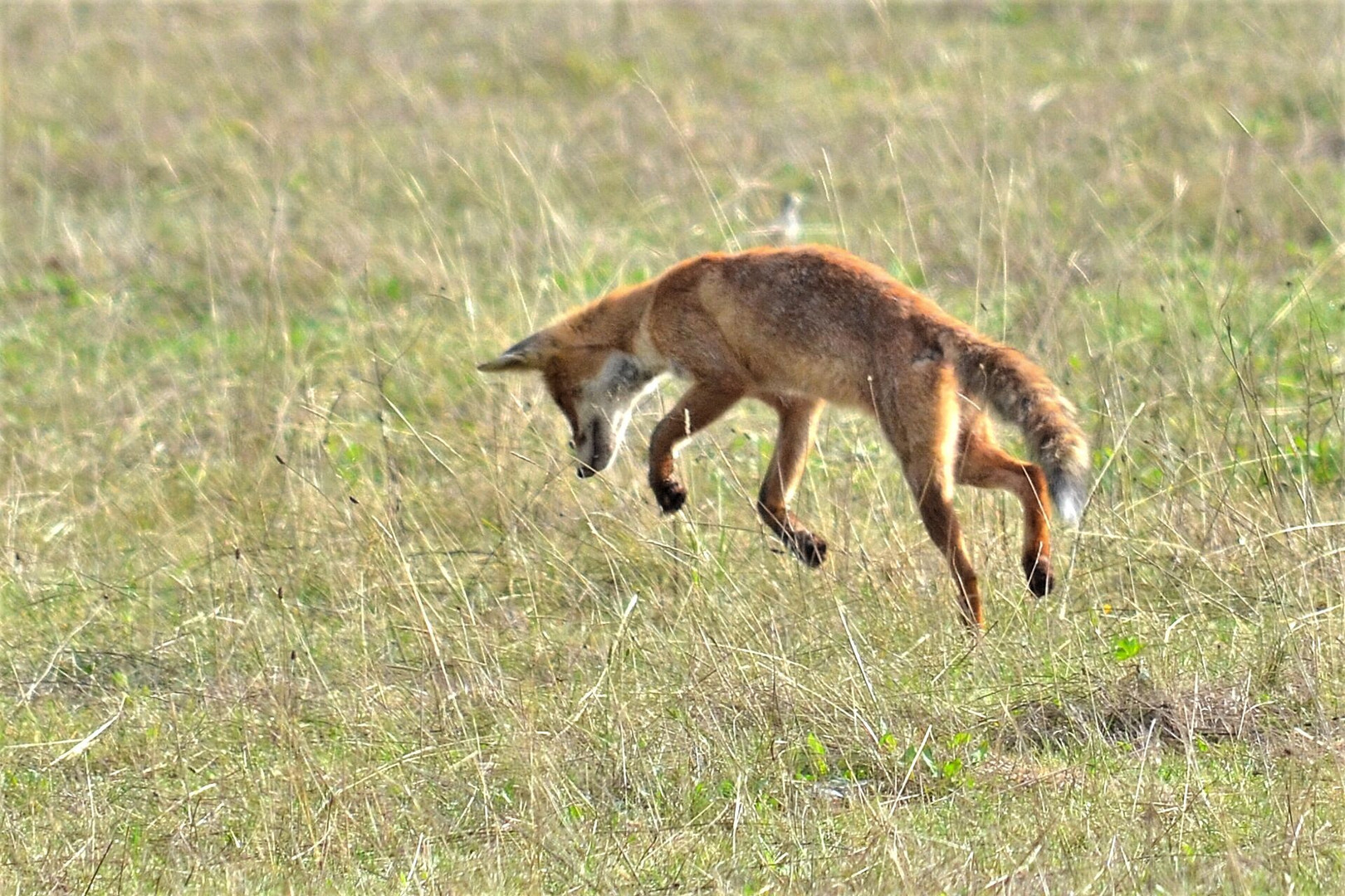 Bondir photo et image | macro, fotos, france Images fotocommunity