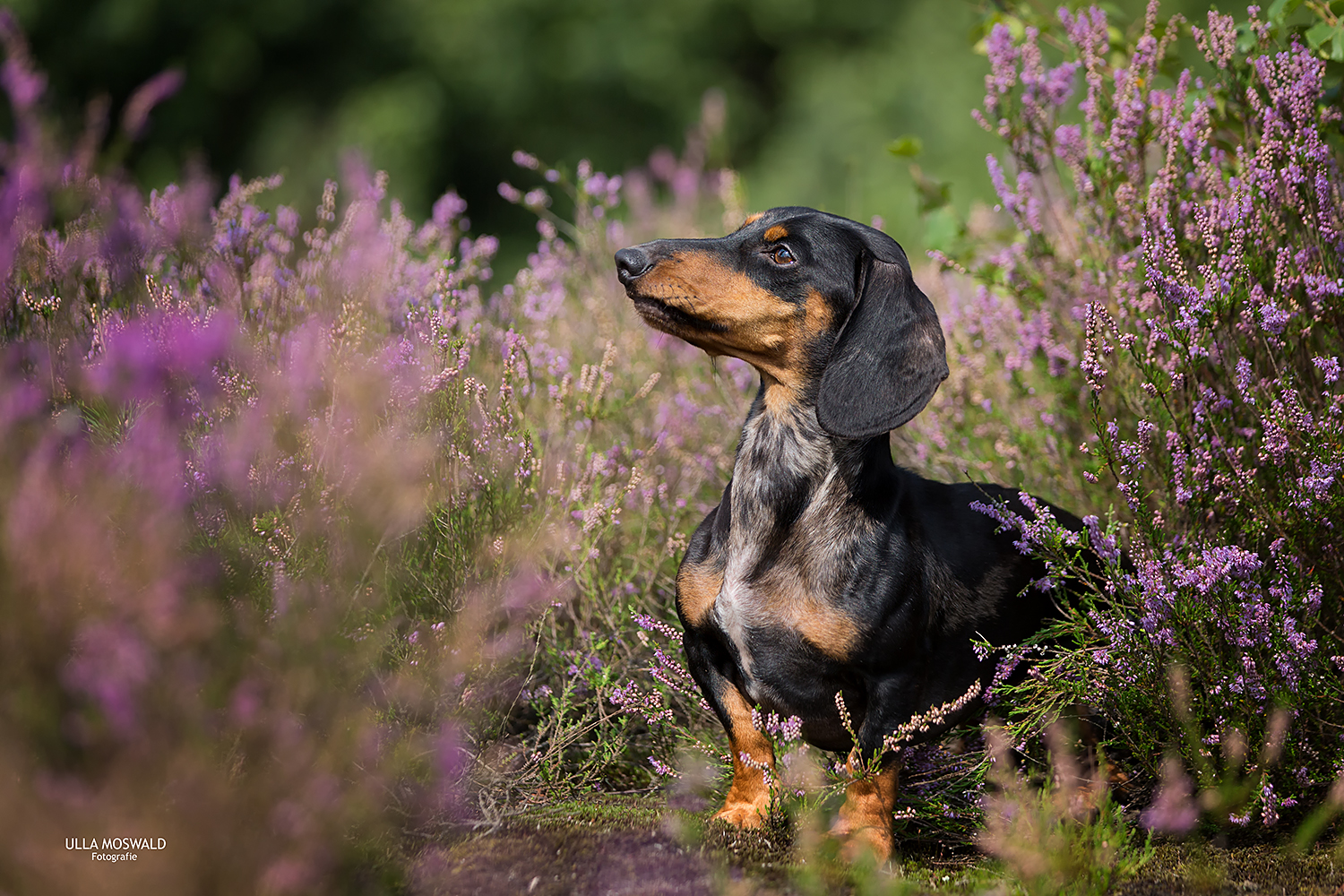 ...Bonja... Foto & Bild | sommer, outdoor, hund Bilder auf fotocommunity